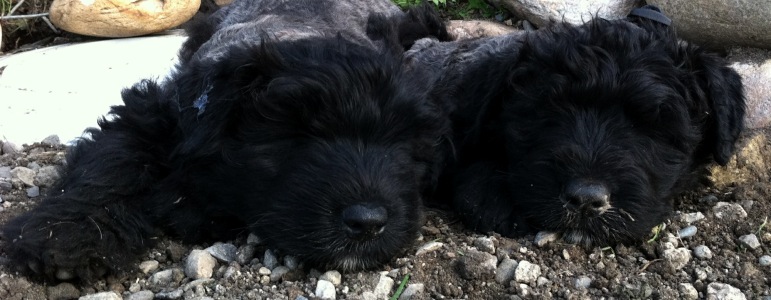 Bouvier Puppies; breeder Jacquie Moore of Afterglow Bouvier des ...
